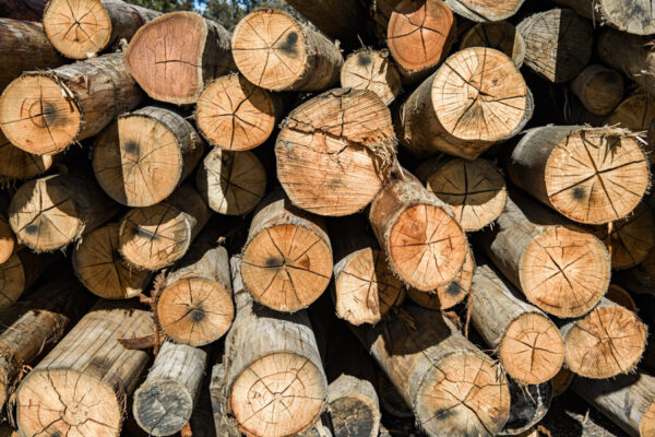 Betta Burn Firewood Delivery & Pick-up Sydney - Shop now!